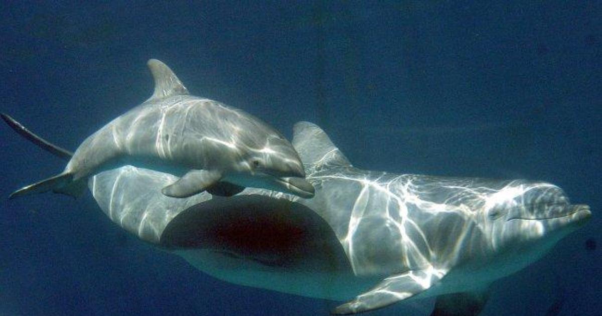 FAUNA: Nace la primera cría de delfín mular por inseminación artificial ...