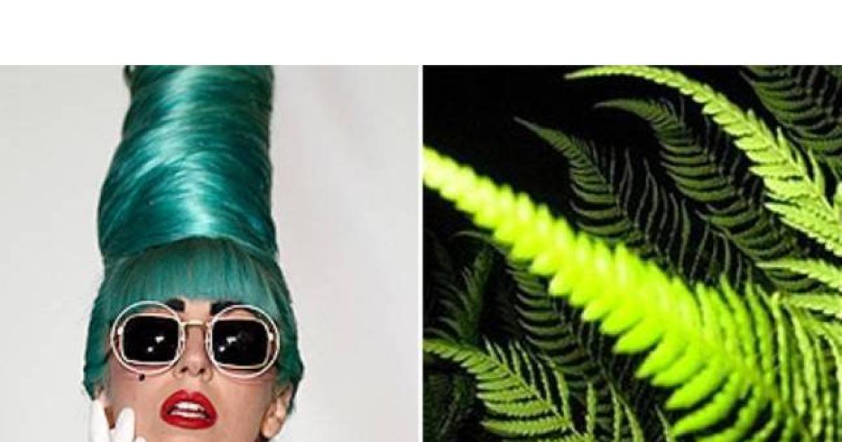 'Gaga germanotta': Lady Gaga presta su nombre a una nueva especie de ...