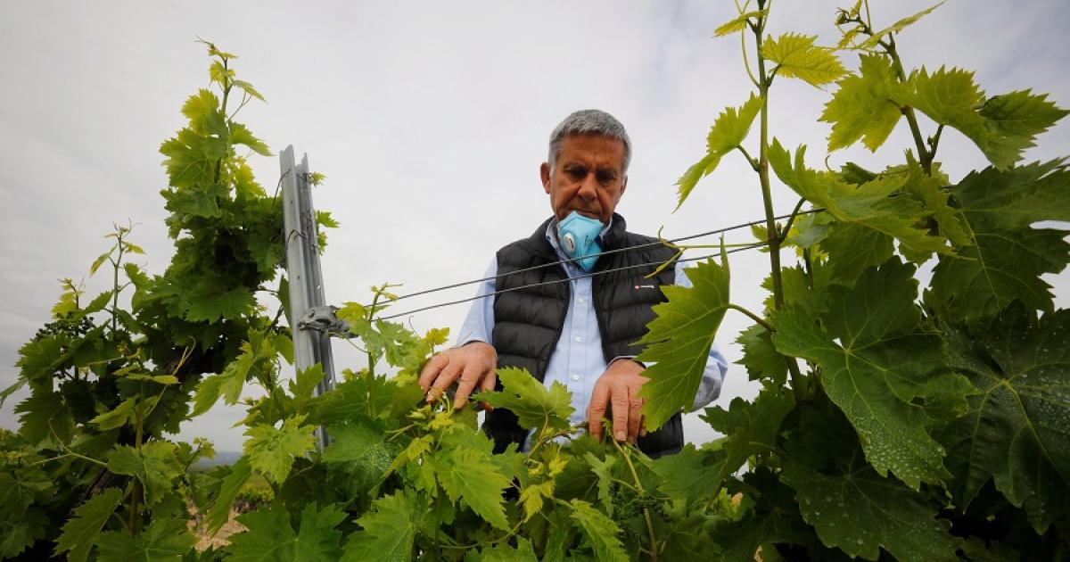 Vinos: Las bodegas prevén una caída de ventas hasta abril del 35 % por ...