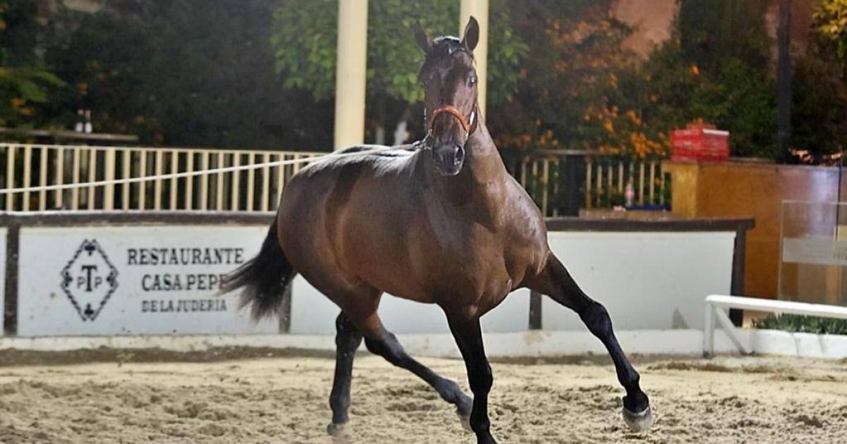 Salón Internacional del Caballo. Lisonjero trota hacia el Mundial