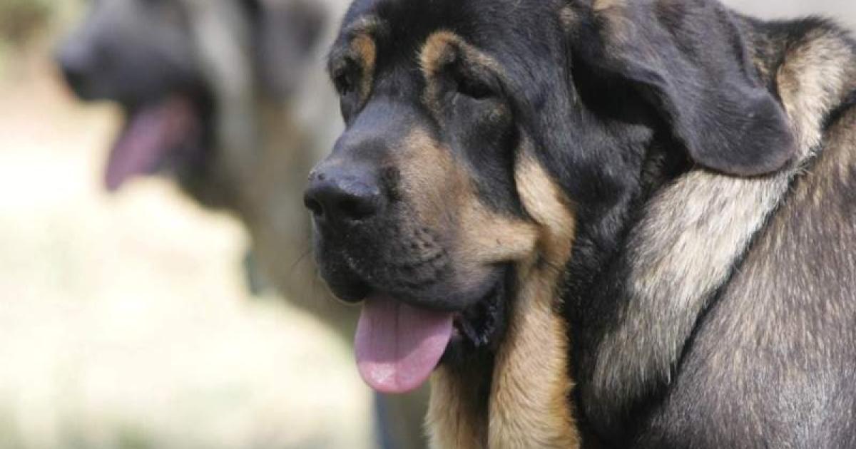 Perros de caza y de pastoreo, como el mastín leonés, saldrán de la ley ...