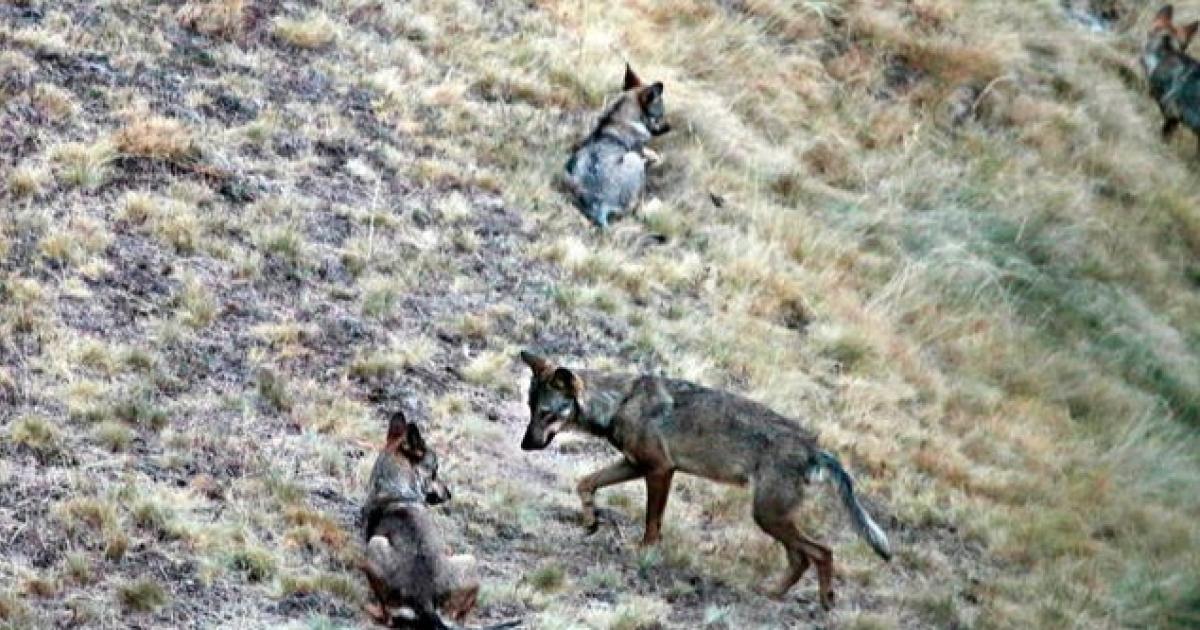 Los daños del lobo desde su protección especial: 9 ataques y 15 cabezas ...