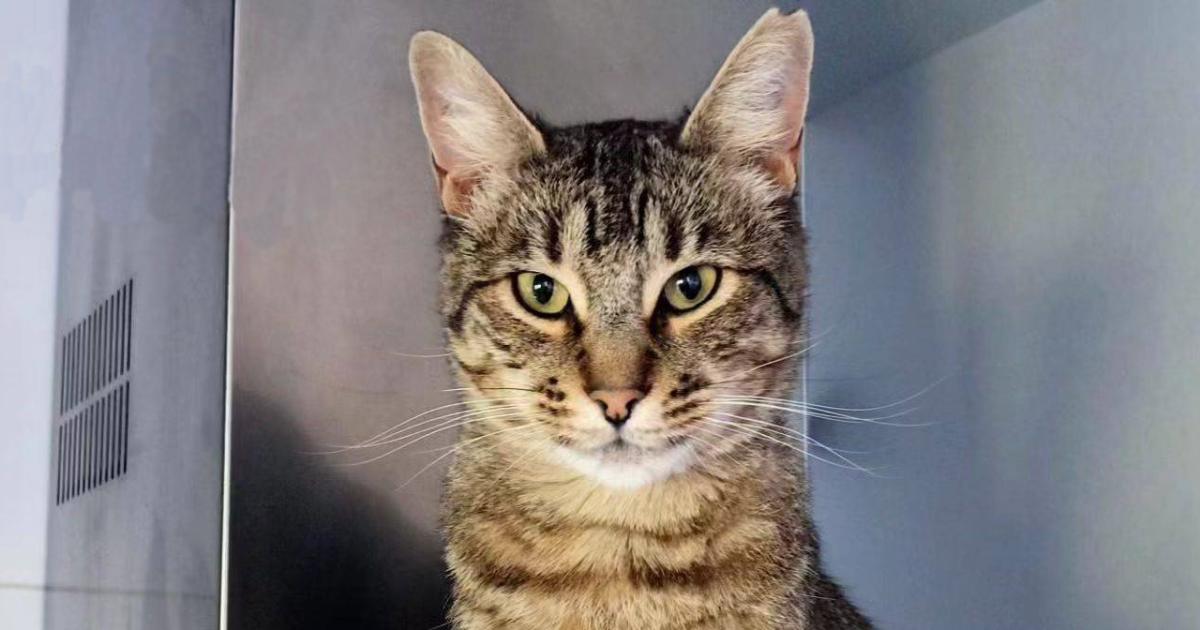 Adopta un gato: Zeus, el gato que se rescató solo busca familia