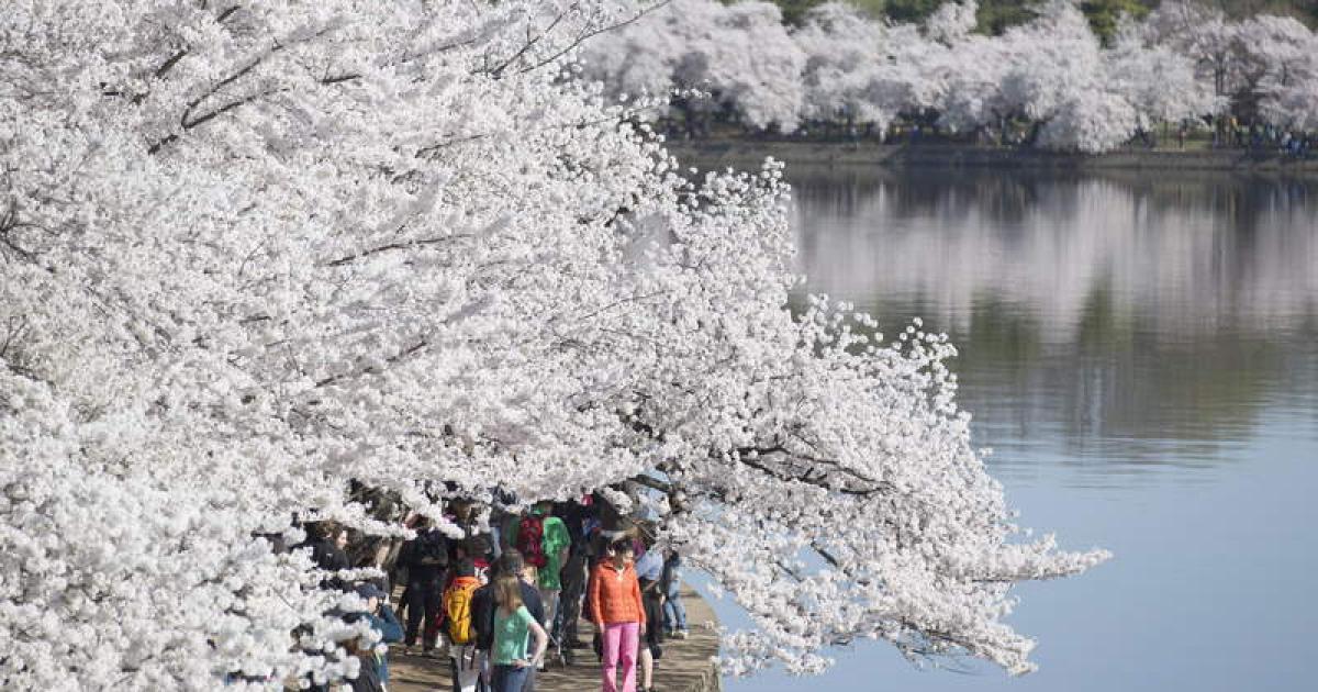 Washington celebra el singular regalo de Tokio