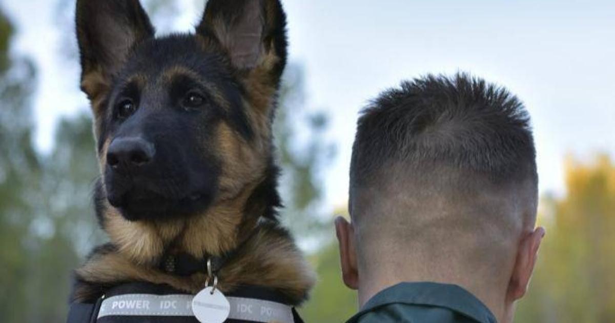 Las fotos de Alpha, Argos y Raisa, tres de los cuatro miembros de la ...