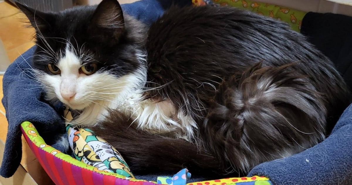 Moffy, el gato que ha superado el coronavirus felino en el hospital