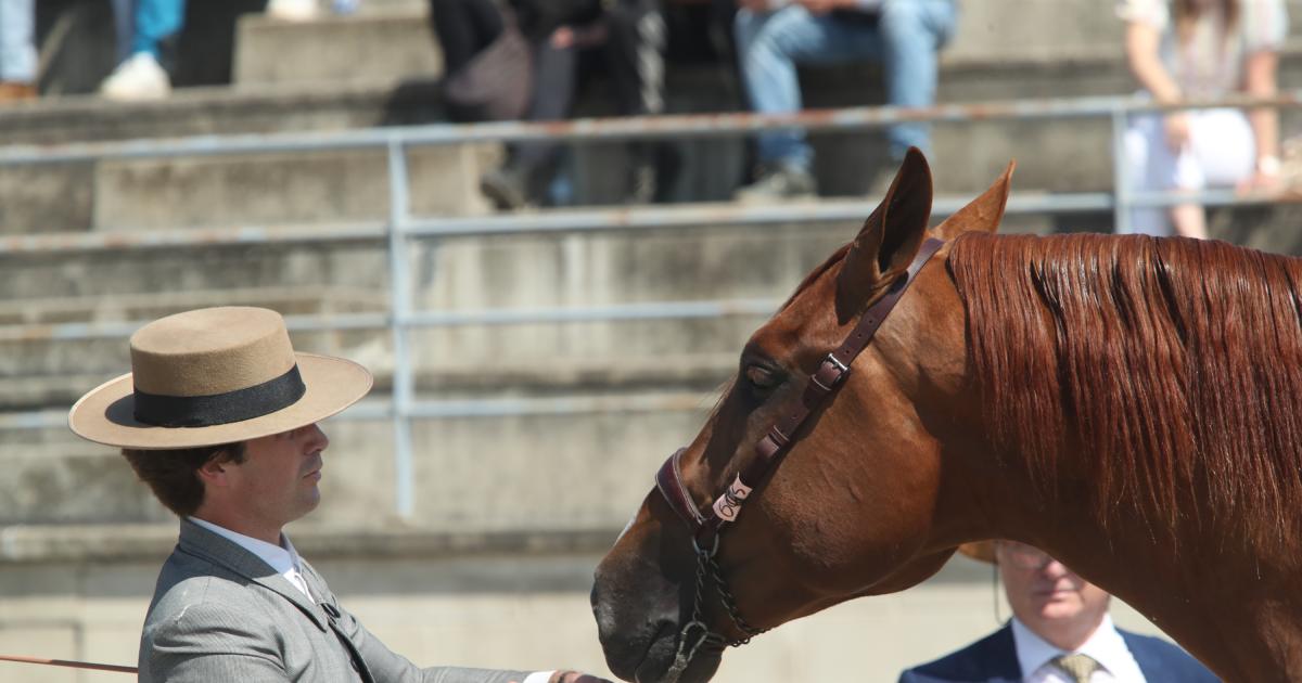 Las mejores fotos de la Feria del Caballo de Camponaraya