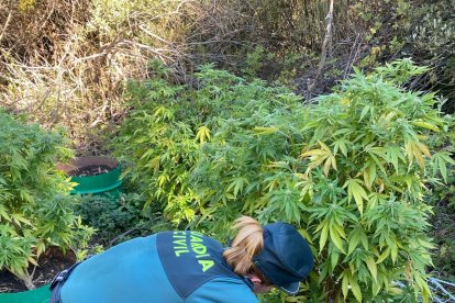 La Guardia Civil desmantela tres plantaciones de marihuana en un paraje escondido de este pueblo ...