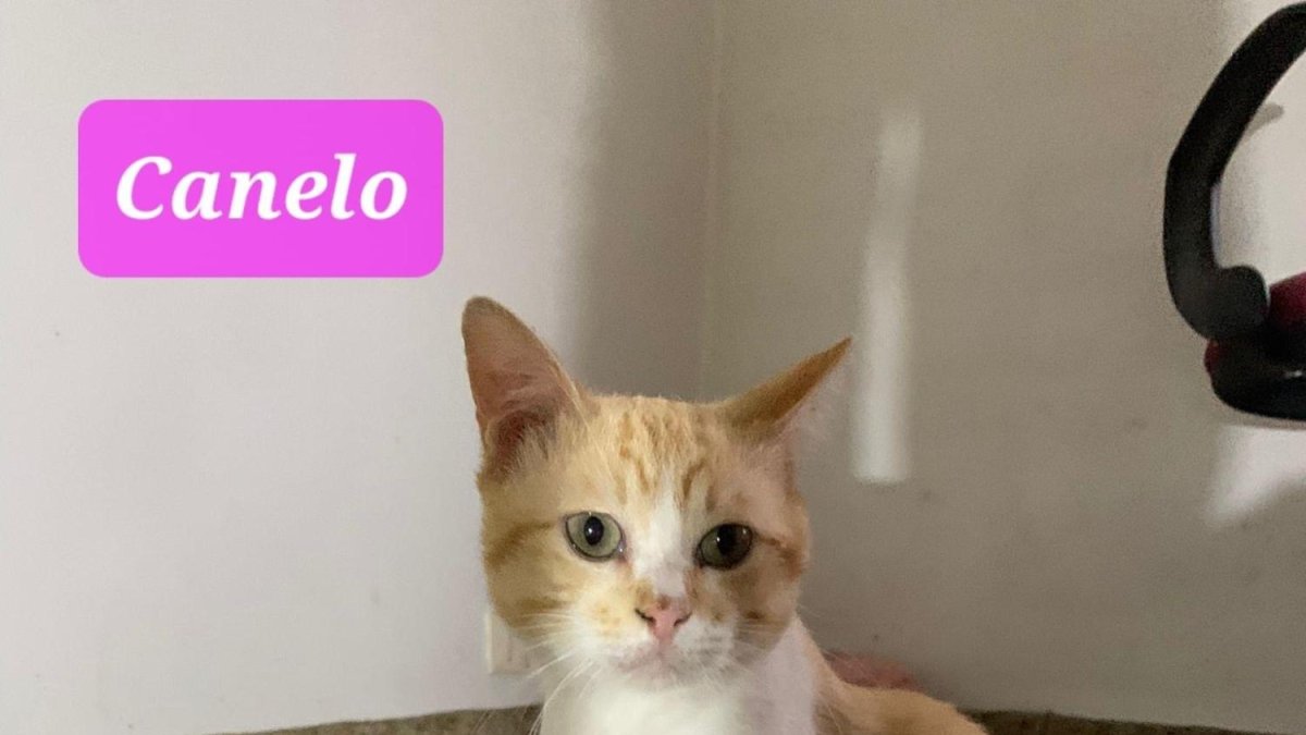 El felino Canelo busca una nueva familia