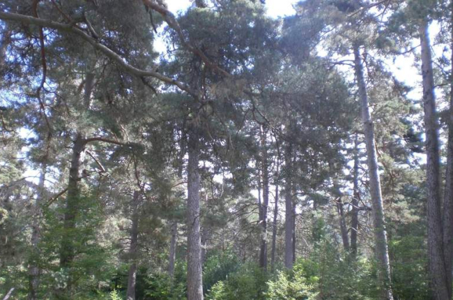 Un paseo por el pinar
