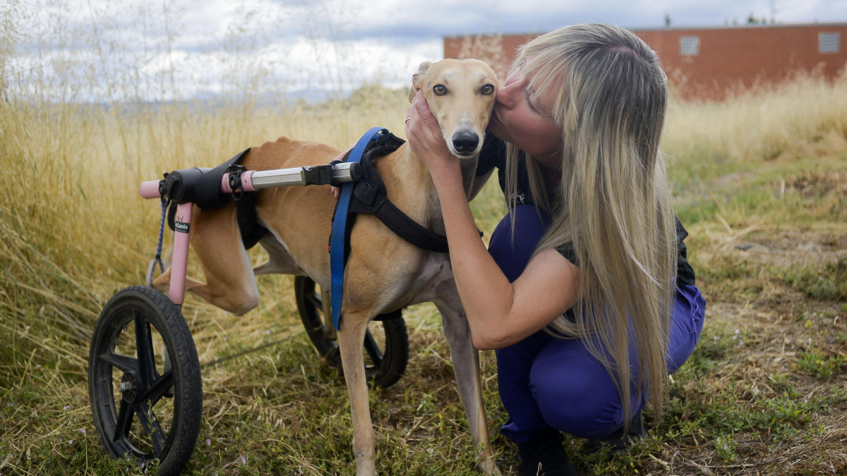 Tulina, la galga que vuela sobre ruedas