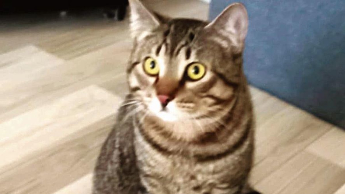 Adopta un gato: Cleo, el gato que se ha quedado sin hermanos