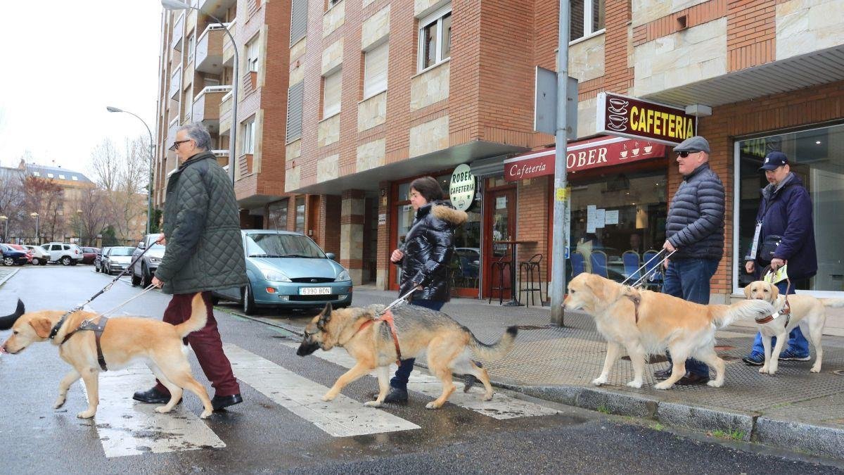 Vía libre a los canes de apoyo