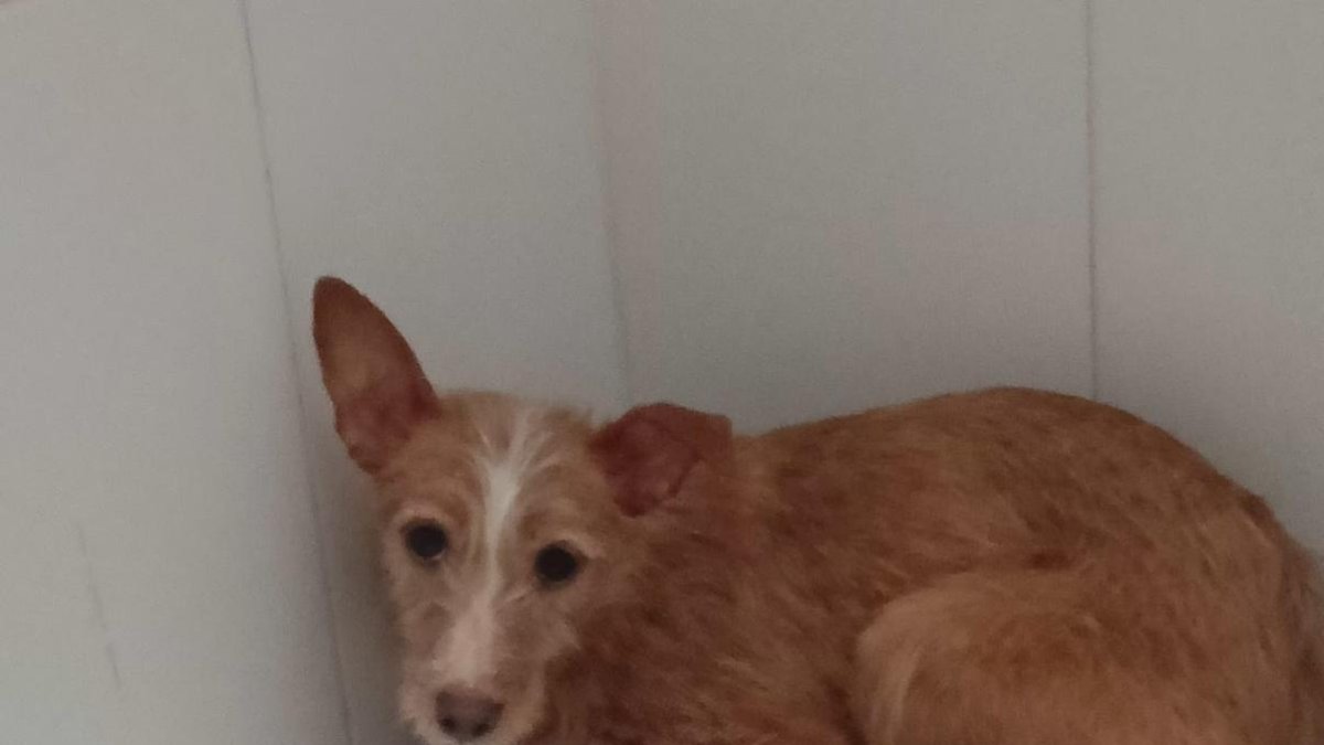 Adopta un perro: Goliath tres kilos de abandono y malos tratos que ...