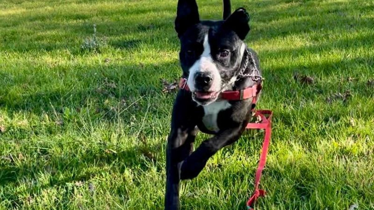 Adopta un perro: Batman, el ‘murciélago’ al que la vida le ha dado la ...
