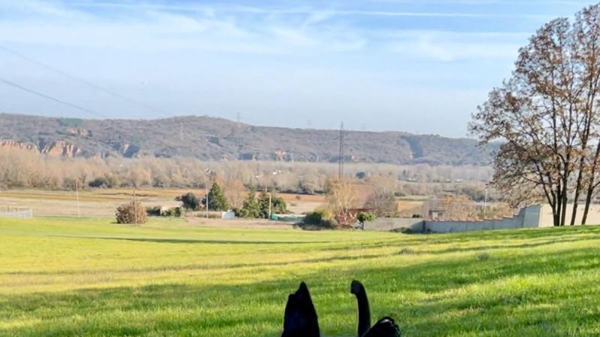 Adopta un perro: Batman, el ‘murciélago’ al que la vida le ha dado la ...