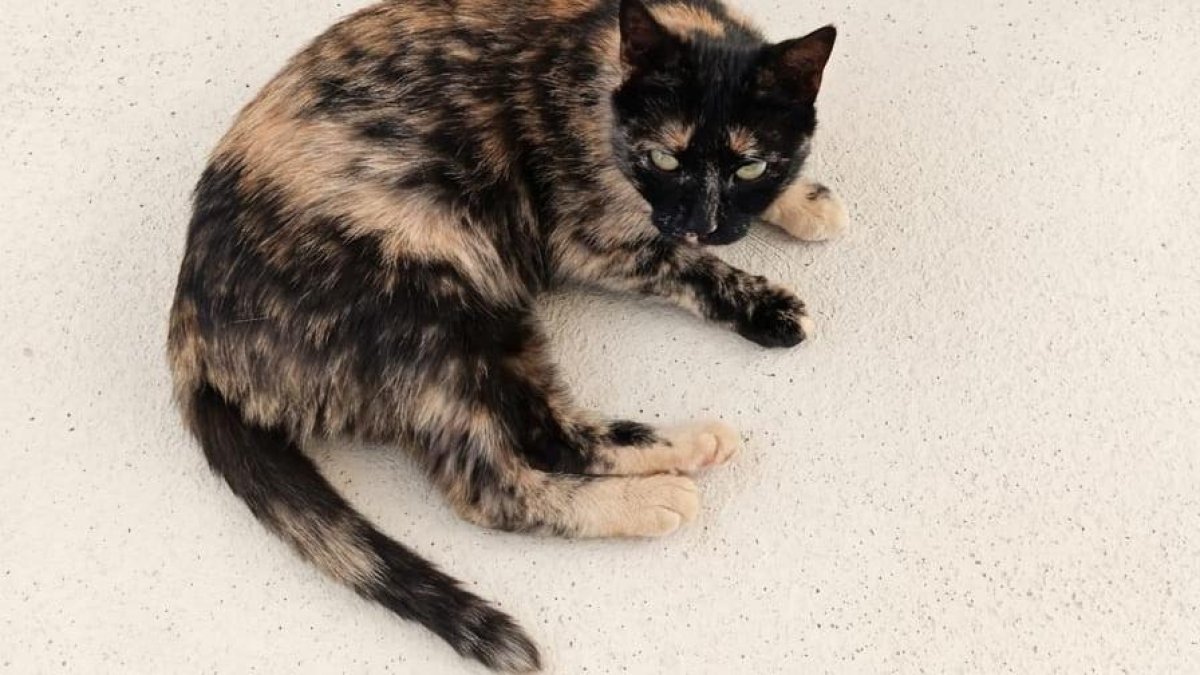Adopta un gato: el símbolo milenario de buena fortuna busca nombre y ...
