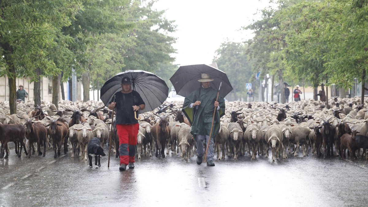 Las ovejas toman León bajo la tormenta en su camino a Babia