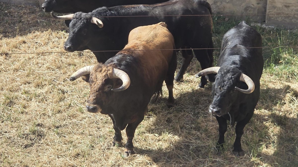 Los toros ya esperan en la plaza de León