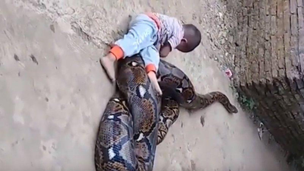 El impactante vídeo de un bebé jugando con una serpiente pitón en Indonesia