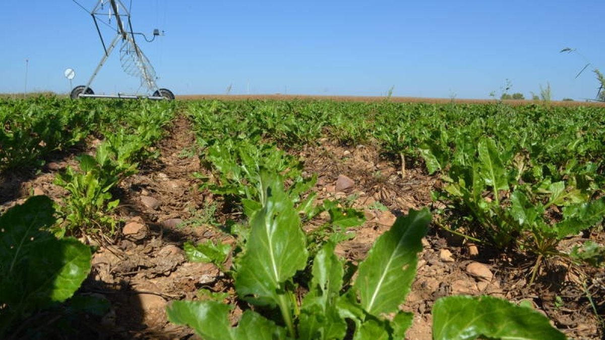 Azucarera abre en Toro una temporada que dejará cifras históricas en La ...
