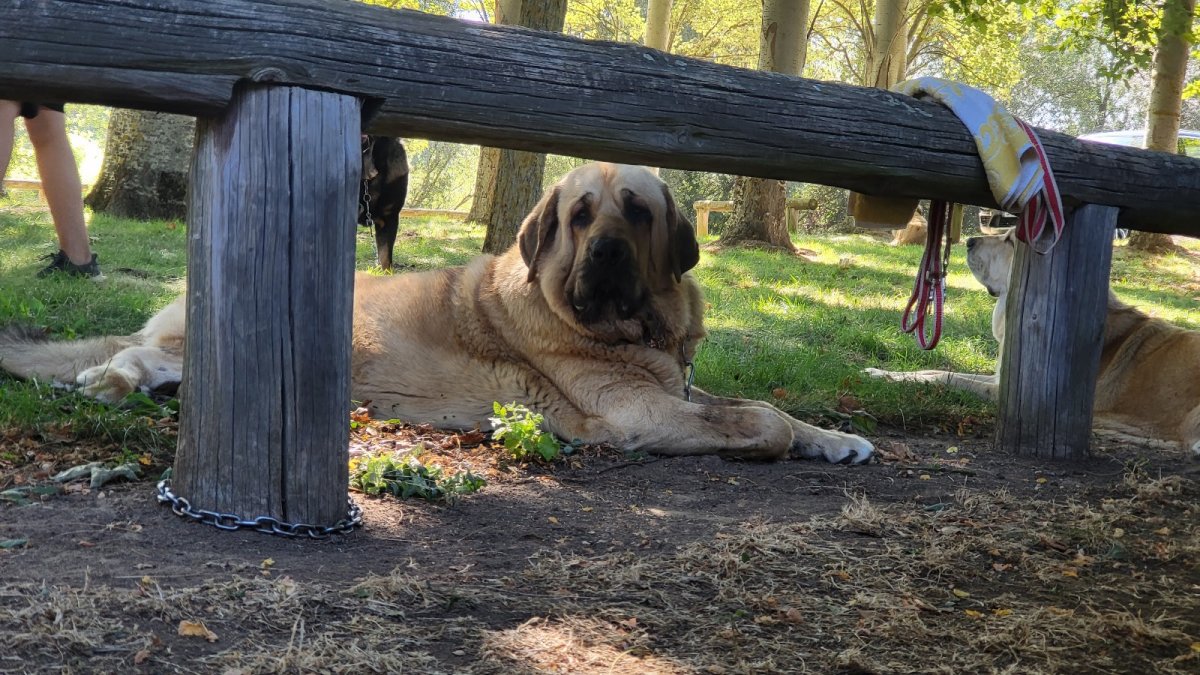 La Diputación convoca las ayudas para la conservación del perro mastín ...