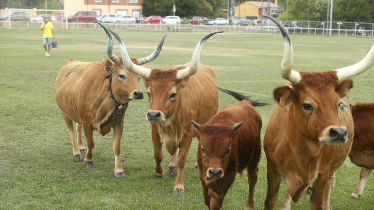 Por tres boñigas de vaca se hace un fiestón de cagarse en Quintana de ...