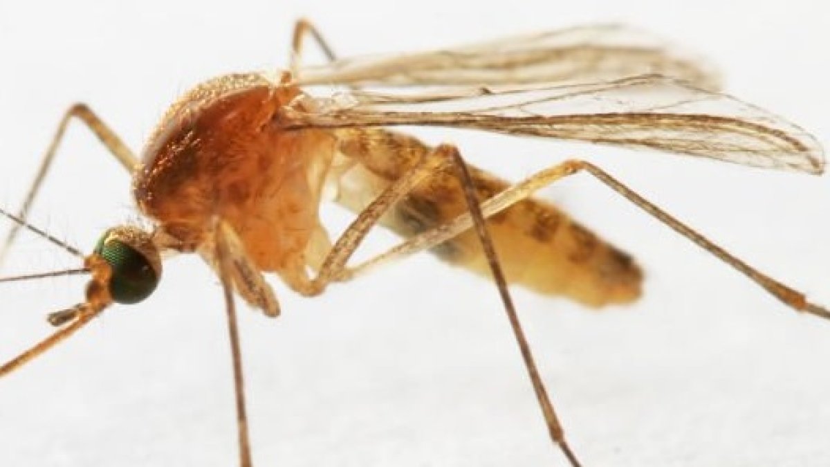 ¿Qué es el jején, el minúsculo insecto que se ha expandido por todo el ...