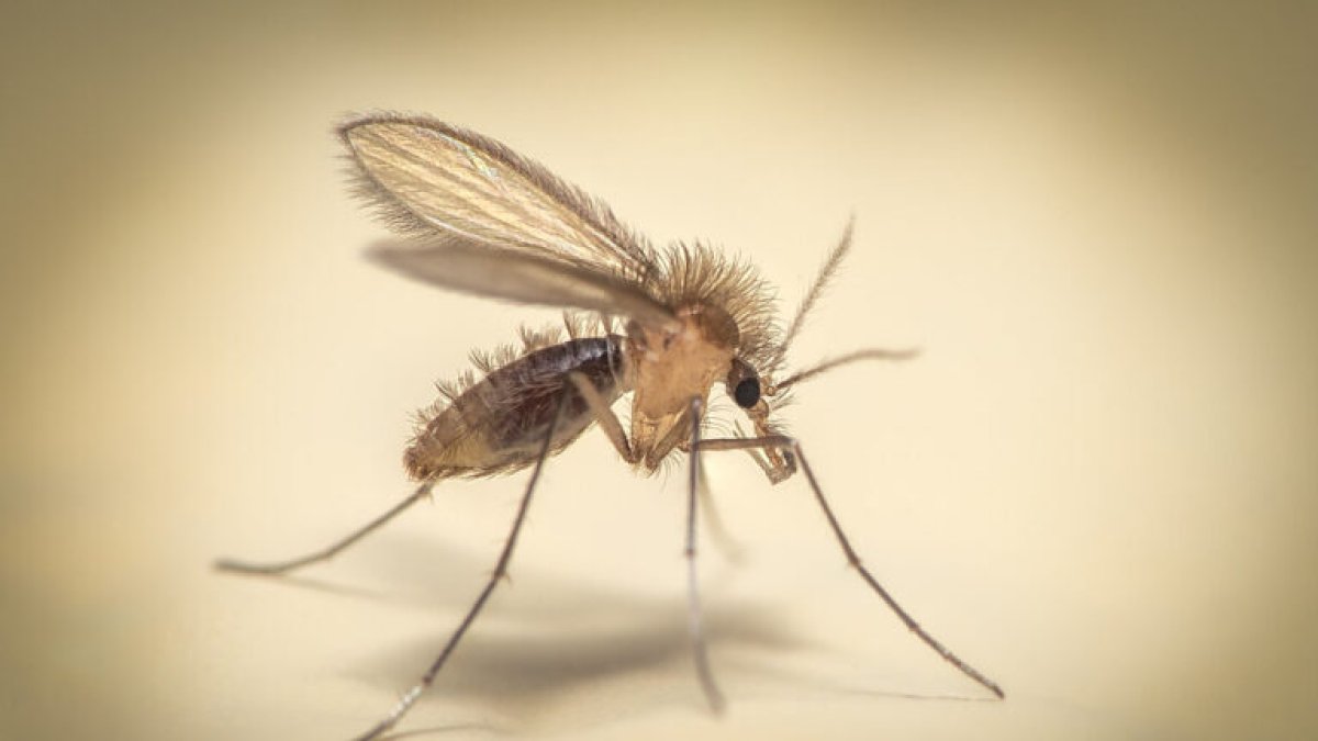 ¿Qué es el flebótomo, responsable de enfermedades como la leishmaniosis?