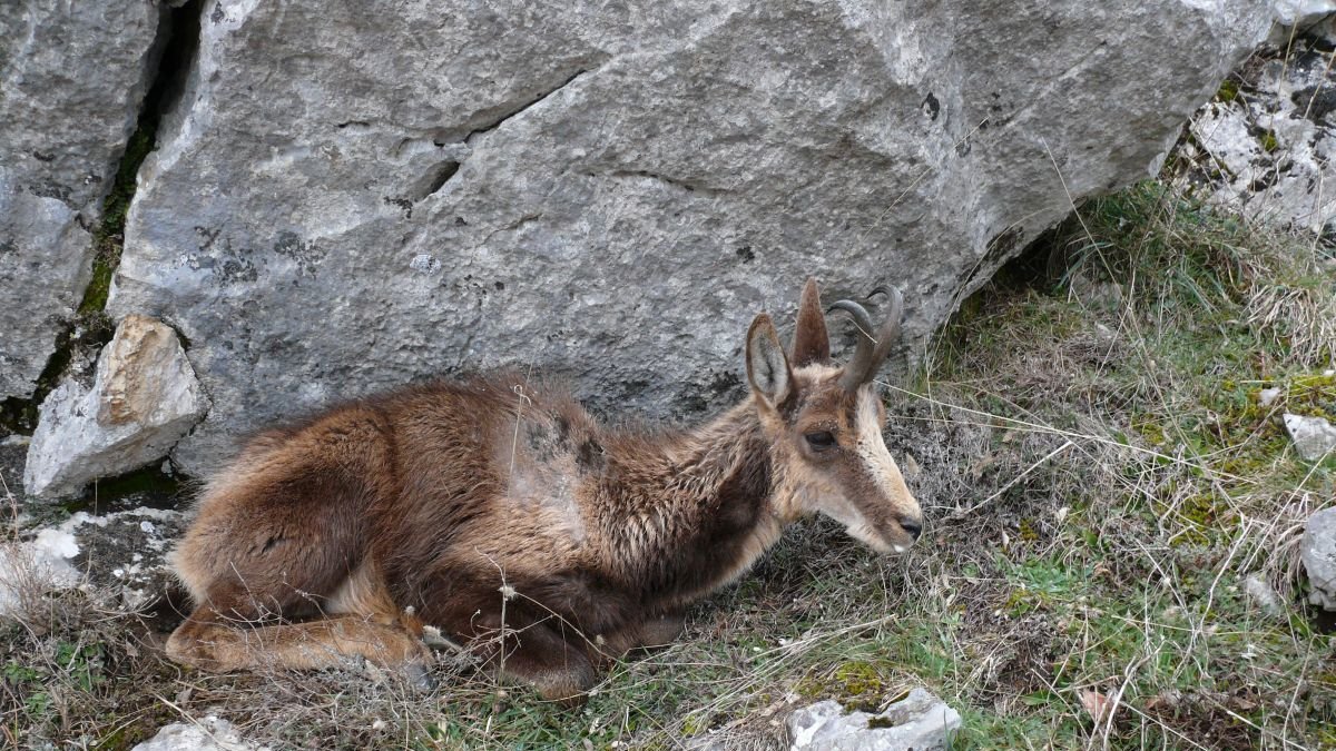 La sarna ya es endémica al afectar a la fauna silvestre de toda la ...