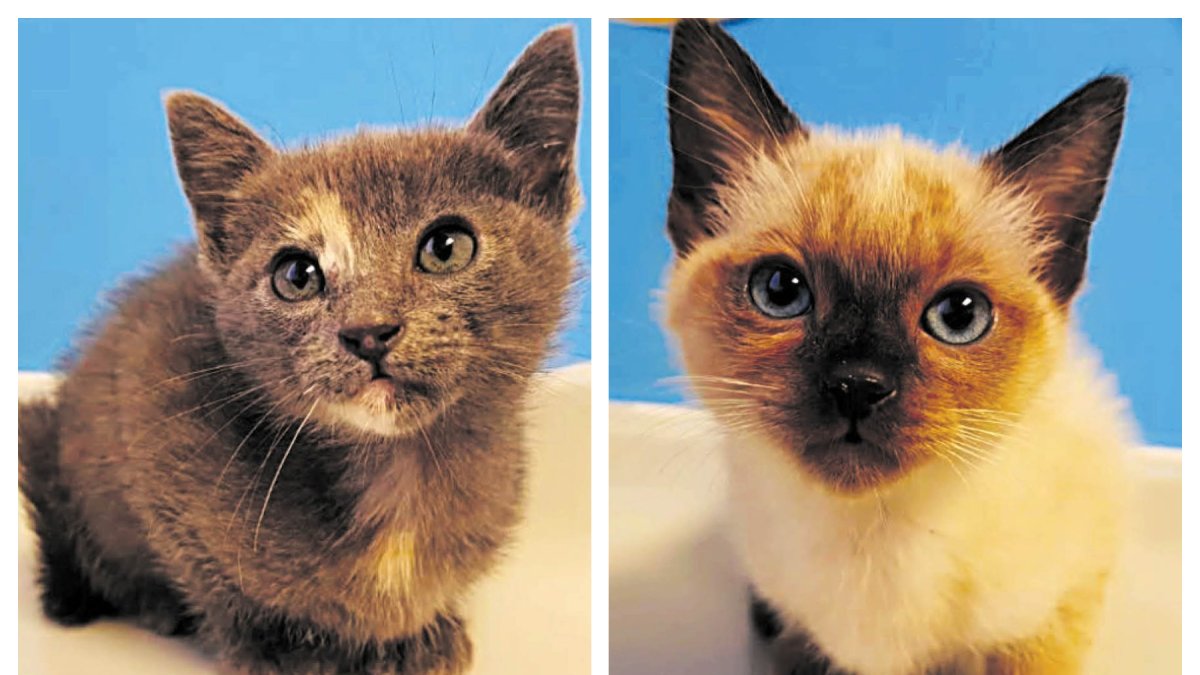 Adopta un gato: Lila y Leia, las dos gatas que perdieron a su madre ...