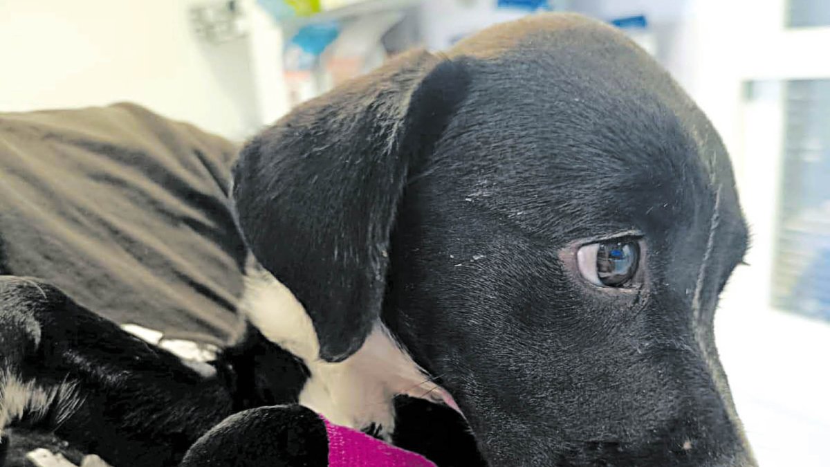 Adopta un perro: Anarka, la perra abandonada a su suerte tras el destete