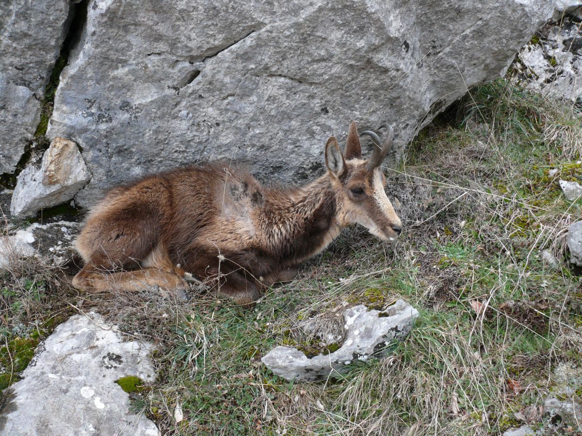 La sarna ya es endémica al afectar a la fauna silvestre de toda la ...