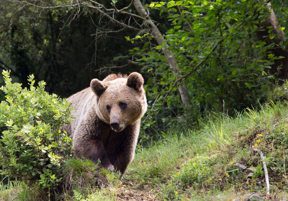 El oso pasa de ocupar un área de 5.000 kilómetros cuadrados a 25.000 en ...