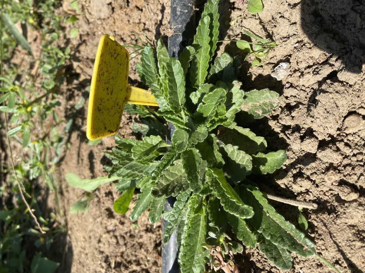 El 'Té de monte' de León: Patrimonio natural