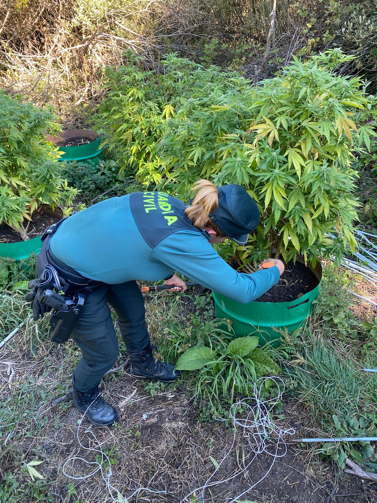 La Guardia Civil desmantela tres plantaciones de marihuana en un paraje escondido de este pueblo ...