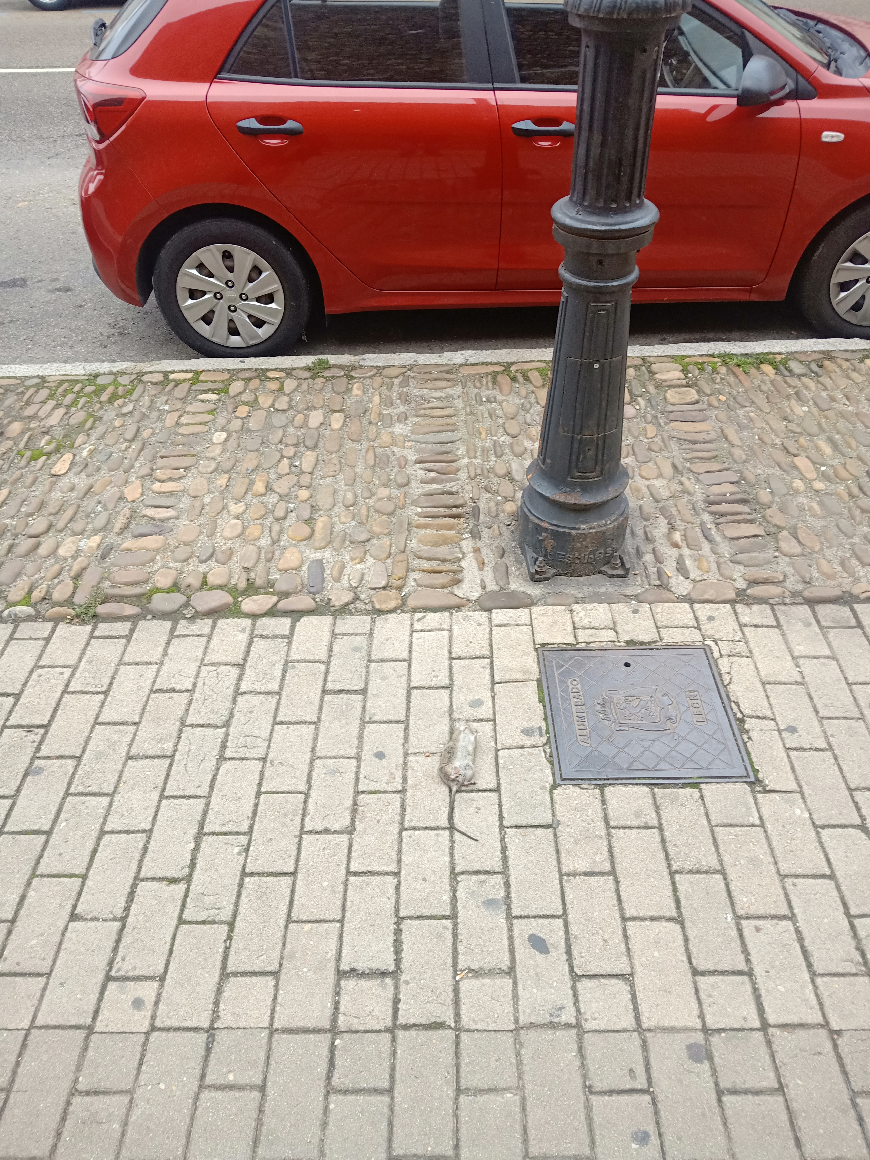 Se mantiene la aparición de ratas muertas en el centro de León