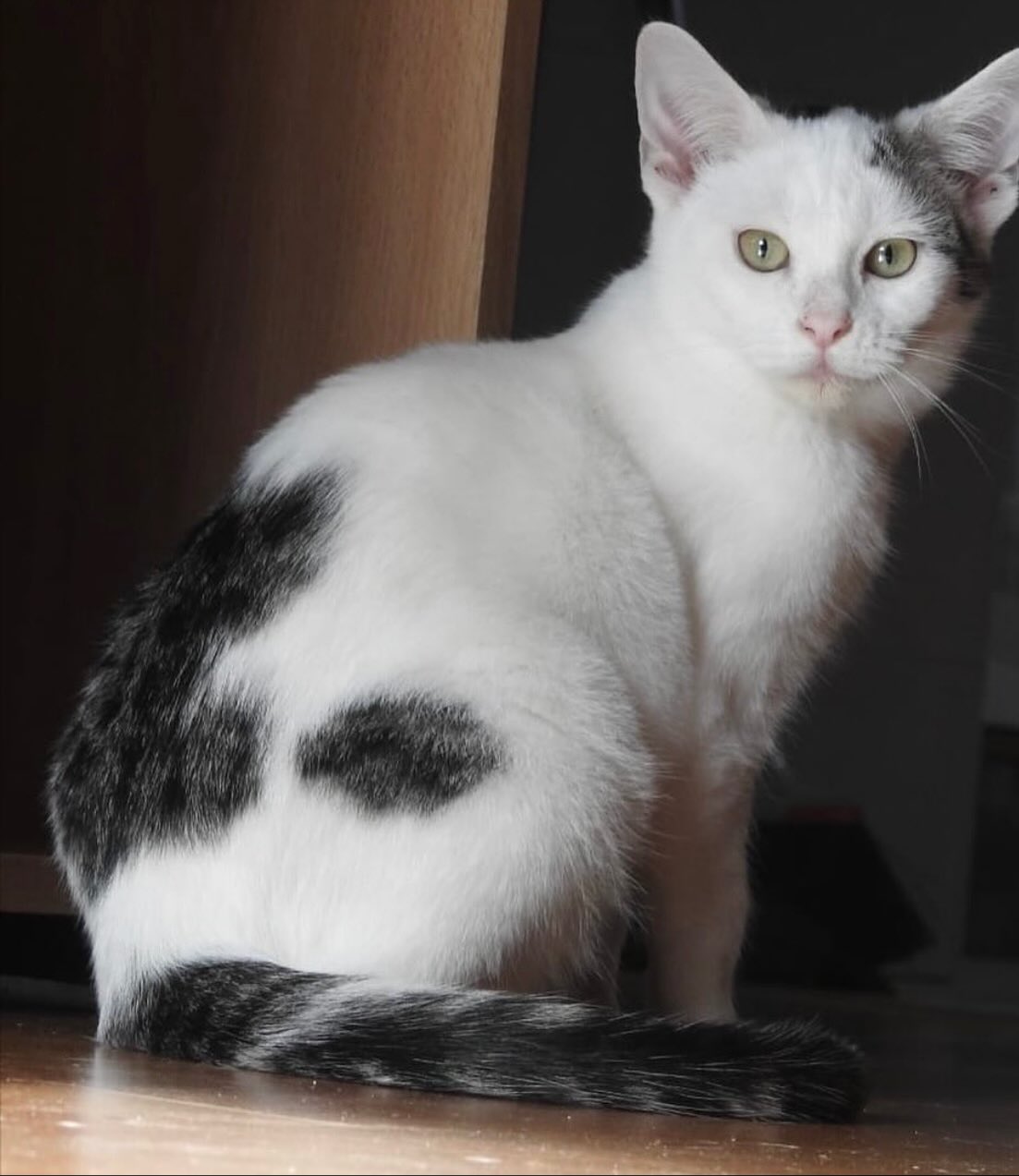 Adopta un gato: Mini, la pequeña milagro