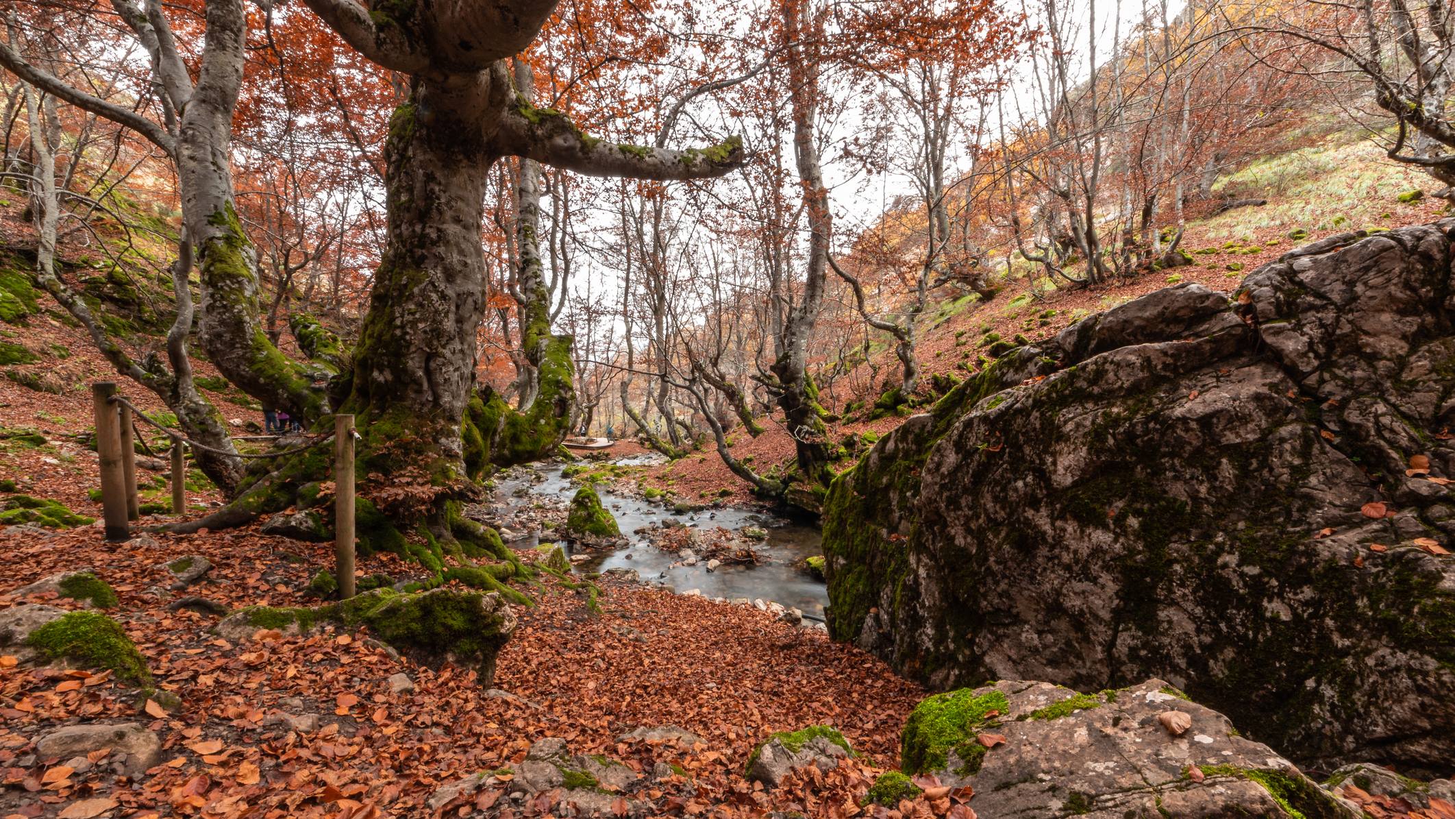 La historia secreta que convierte al Faedo de Ciñera en un bosque ...